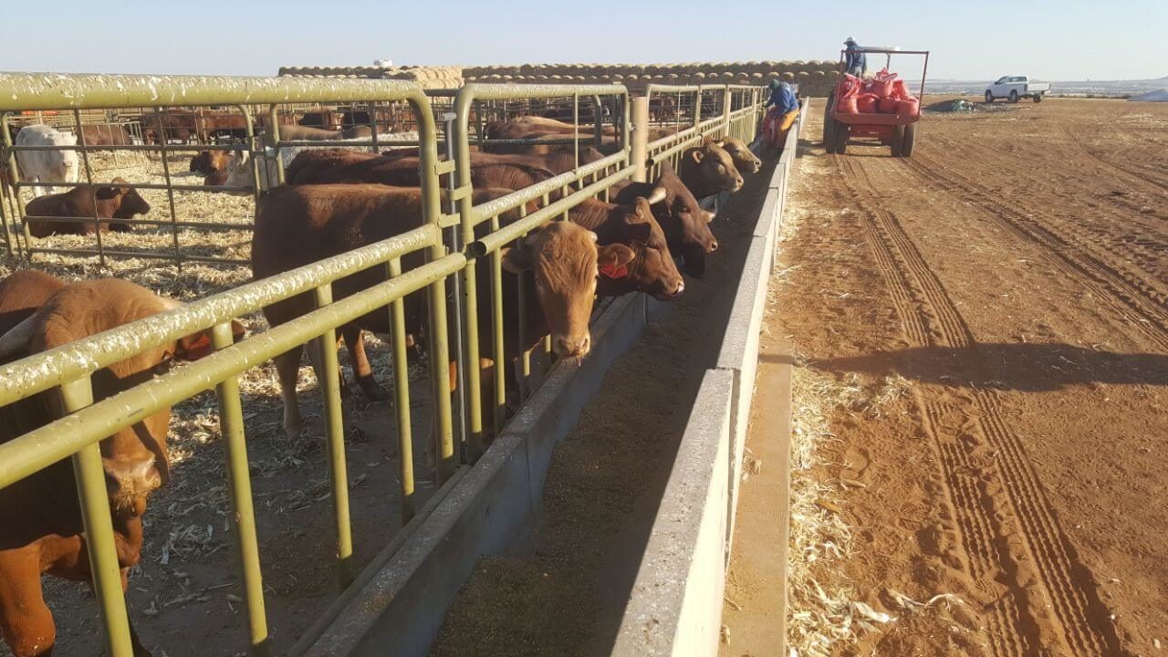 VEEHANTERING – BEES | Ystervark Staalwerke